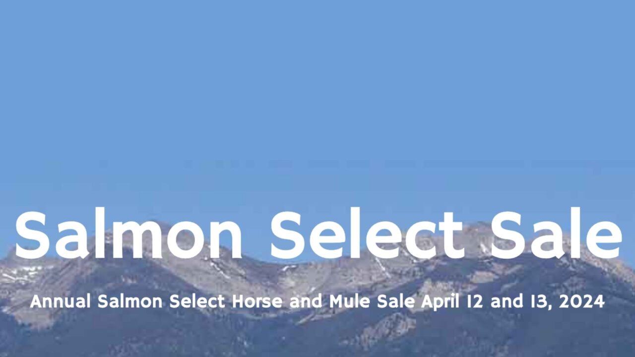 Professional Online Horse Auction | Horses for Sale - Gold Buckle Horse ...