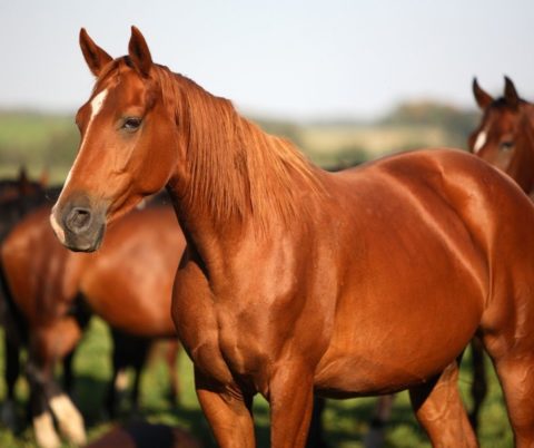 Professional Online Horse Auction | Horses for Sale - Gold Buckle Horse ...