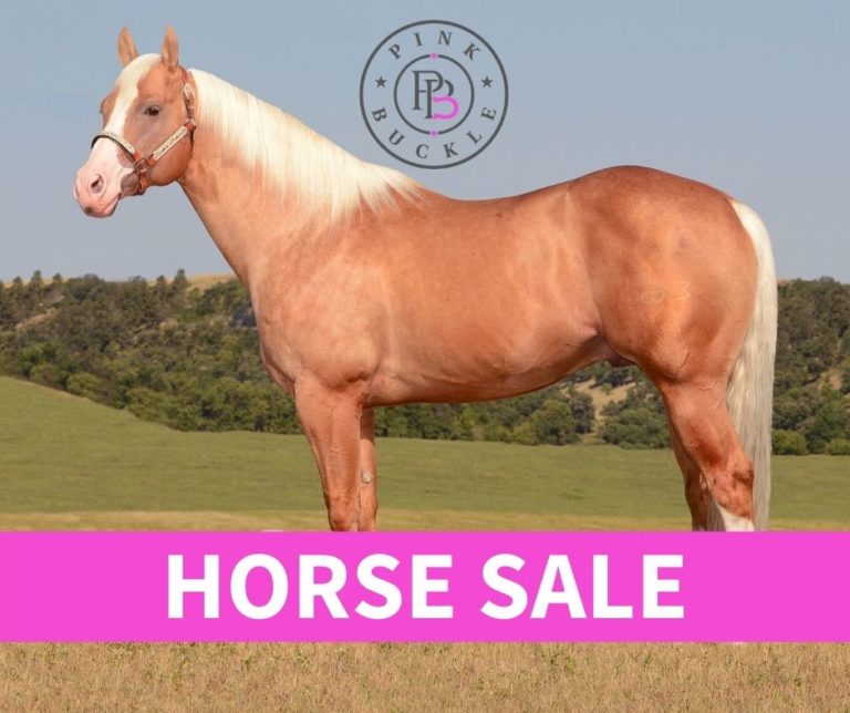 Horse Auctions & Horse Auction Services - Gold Buckle Horse Sales